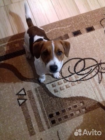 Марк, годовалый Джек Рассел терьер, в добрые руки