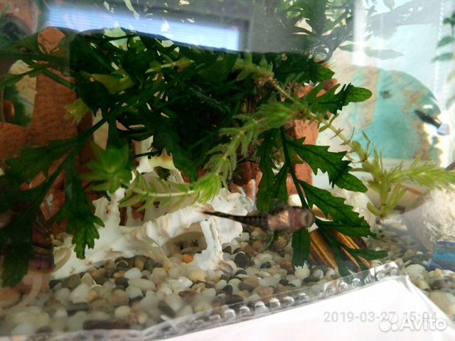 Рыбки Анциструс