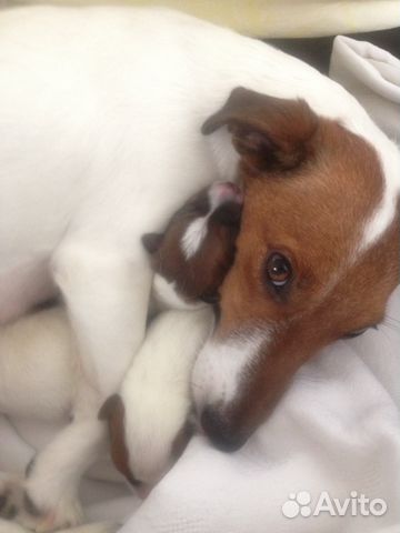 Джек Рассел терьер