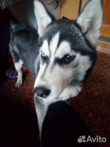 Сибирский хаски