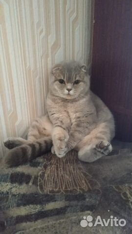 Британочка на вязку