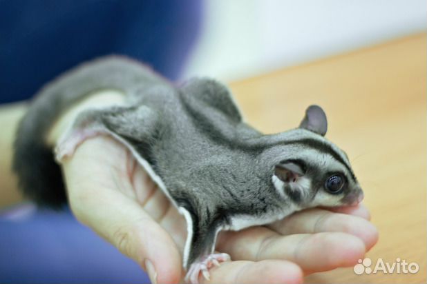 Сахарный поссум, белка летяга