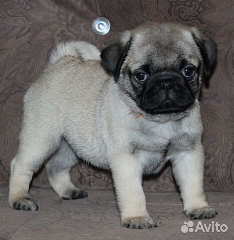 Мопсята- пупсята