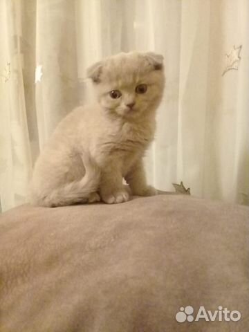 Британские котята