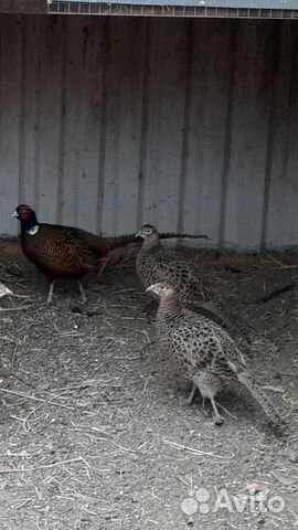 Фазаны взрослые