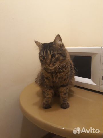 Ищет дом и хозяина котик Клим