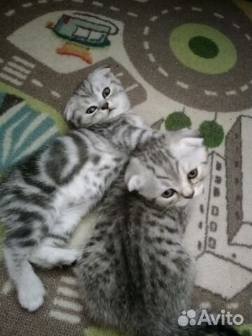 Шотландская вислоухие котята