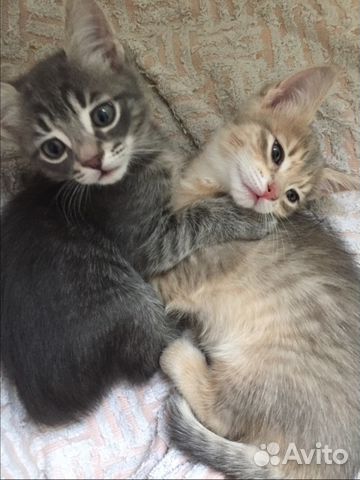 Котятки в добрые руки