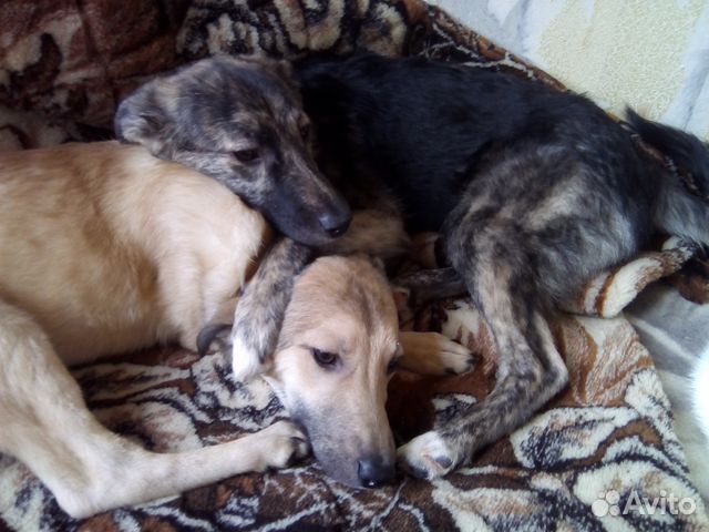 Ищем друга жизни