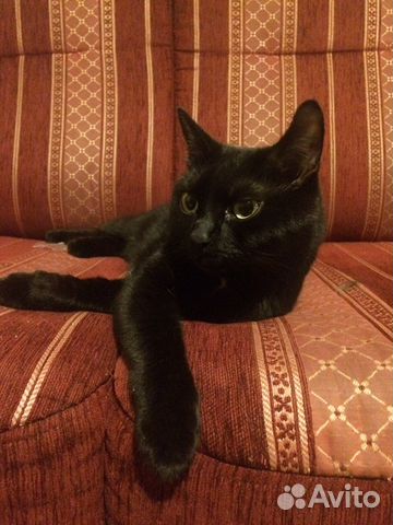 Чёрный кот