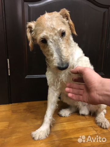 Фокстерьер для вязки