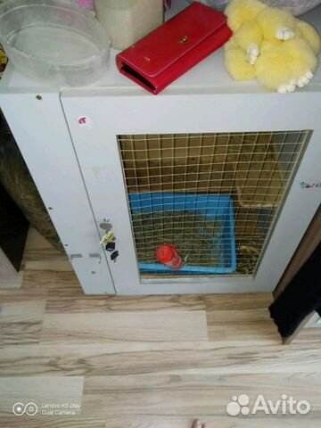 Шиншилла мальчик