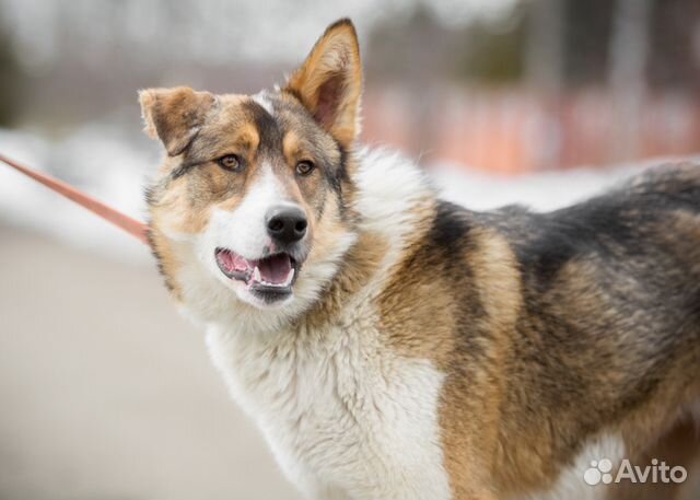 Собака в добрые руки