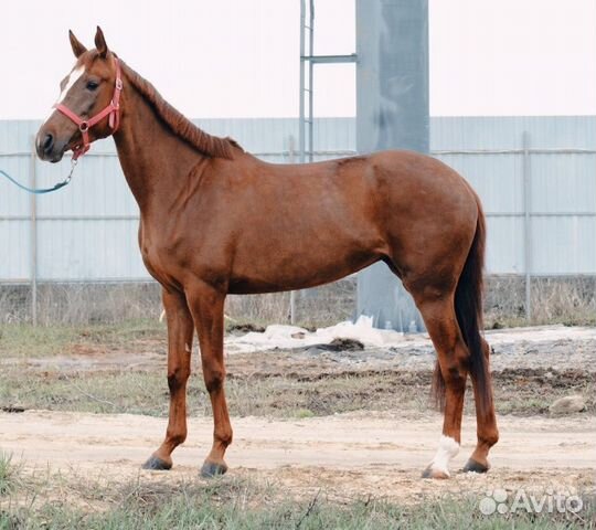 Буденовская кобыла