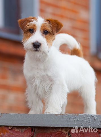 Щенки Джек Рассел Терьер