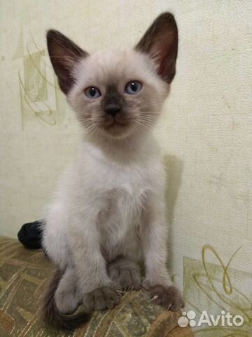 Сиамские котята