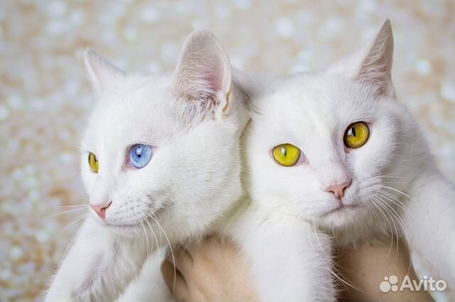 Котята, Ватрушка с Творогом, 8 мес (из приюта)