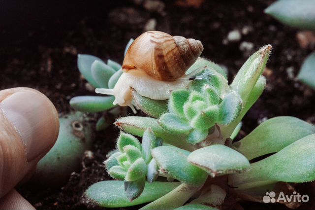 Улитки Ахатины маленькие