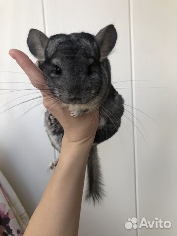 Отдам шиншиллу в добрые руки
