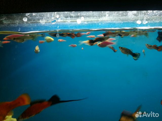 Аквариумные рыбки