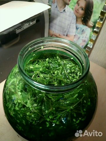 Водоросли роголистник и ряска