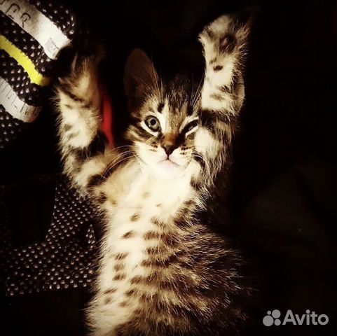 Подарю котика 1,5 мес