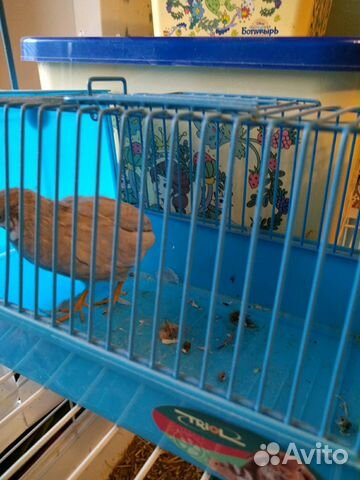 Китайский декоративный перепел