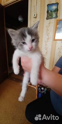 Котик хочет найти хозяина