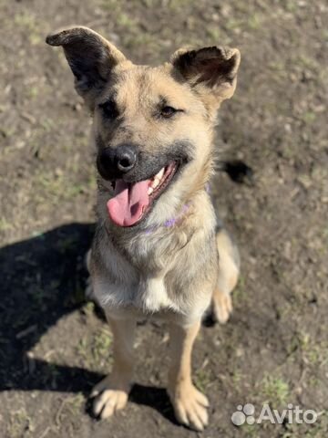 Молодая собака Марта