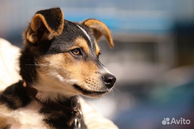 В добрые ответственные руки