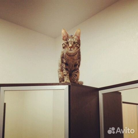 Котенок Хрюня