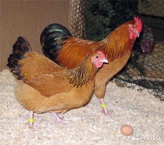 Цыплята, Утята, Индюшата