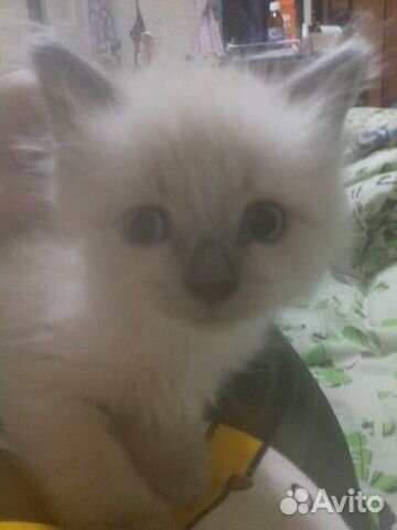 Продадим Сиамку