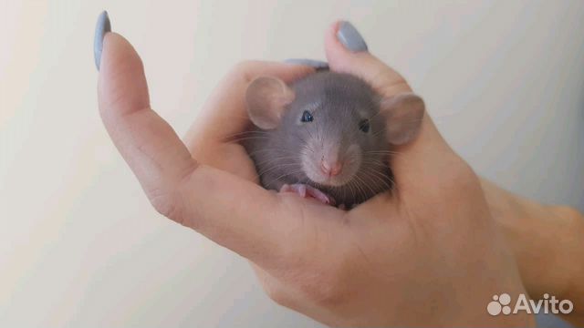 Крысята Дамбо