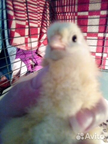 Цыплята бройлер