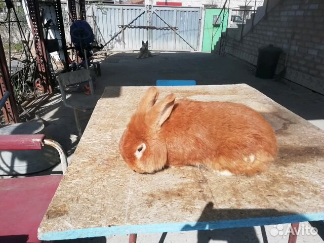 Обмен крола нзк на нзк