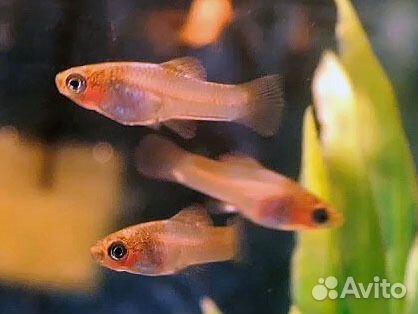 Меченосцы подростки