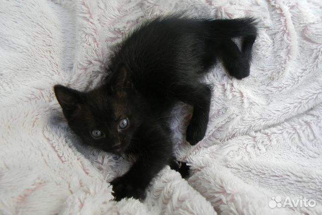 Котенок Робин Гуд, 1,5 месяца