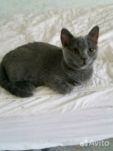 Рашен Блю мулатка 4 мес