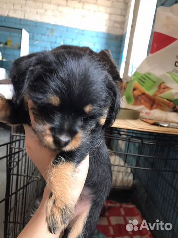 Щенок метис