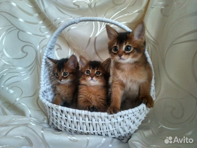 Сомалийские котята из питомника