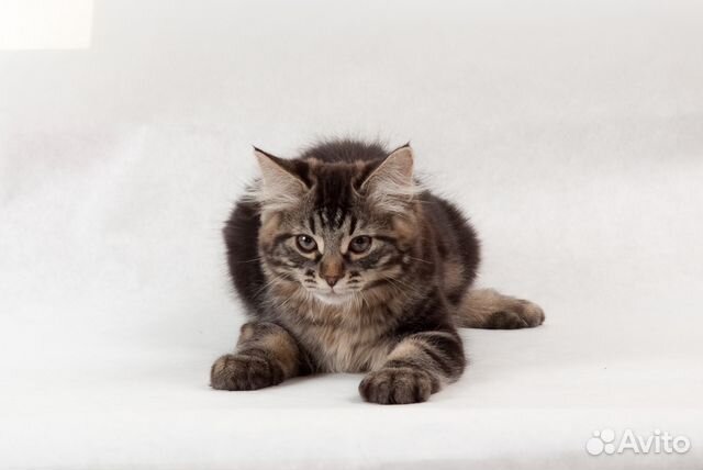 Курильские малыши