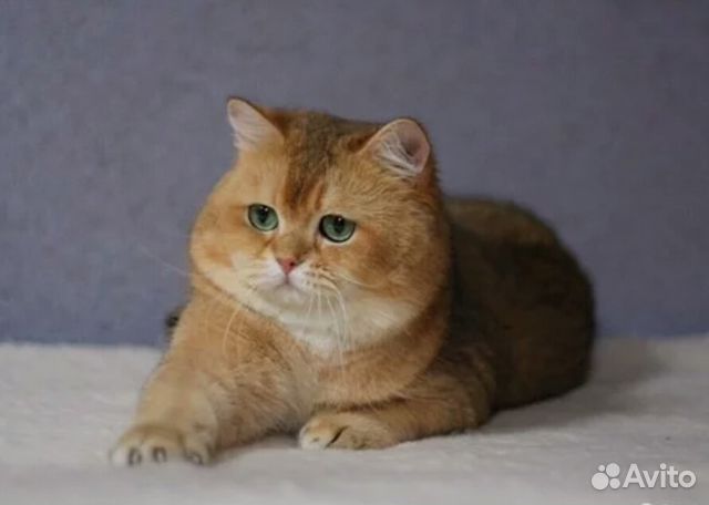 Вязка с золотым красавчиком
