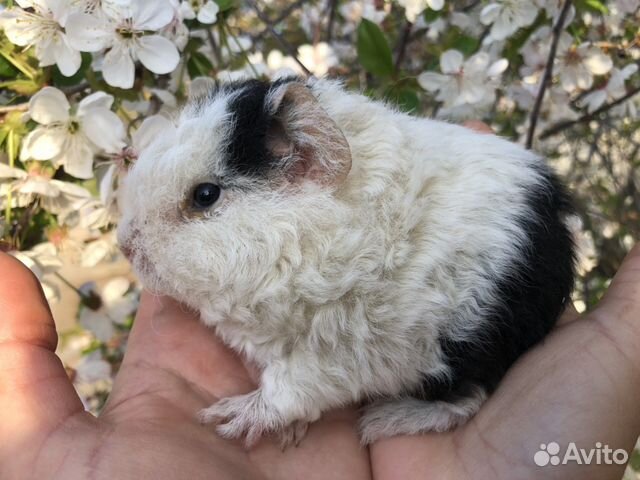 Морские свинки