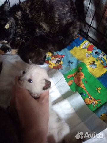 Разные котята