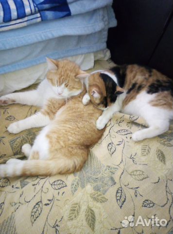 Пушистая радость даром