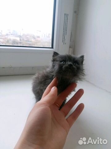 Отдам в добрые руки комочек счастья с: