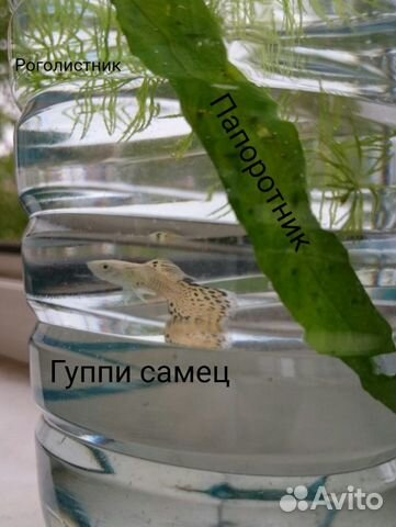 Гуппи самец "змеиная кожа"