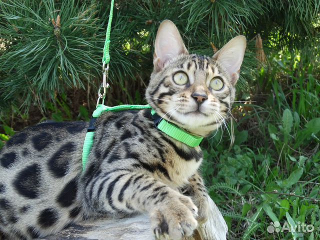 Золотая бенгальская девочка