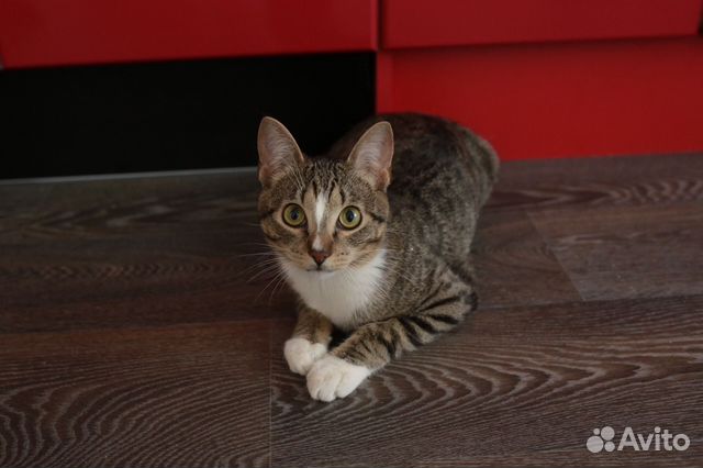 Котик подросток в добрые руки